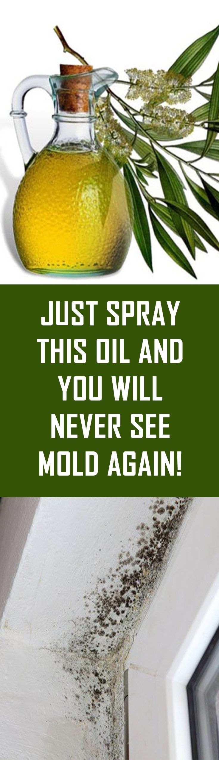 Just Spray This Oil And You Will Never See Mold Again!
